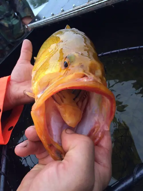 Le black bass peut arborer plusieurs types de robes