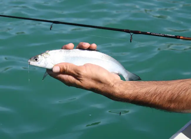 Le corégone, poisson mystérieux