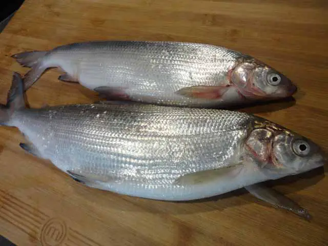 Filets de corégone confits au citron , pomme verte et endives ...