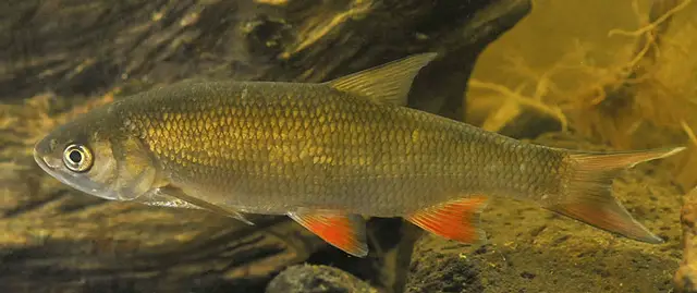 Ils vivent dans nos eaux : L'Ide Mélanote - Esoxiste.com