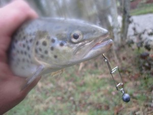 Les montures Eden d' Himara Fishing - Esoxiste.com