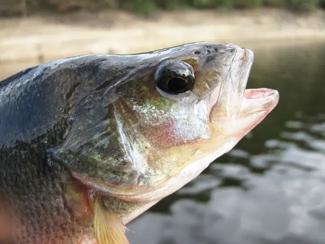 perche-crescent-231012 - Esoxiste.com