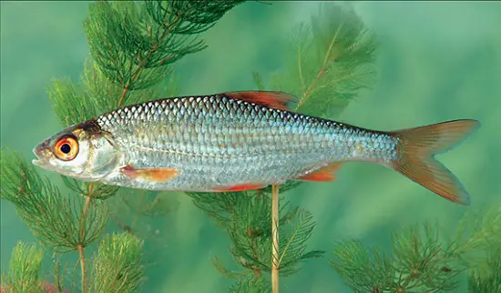 rutilus rutilus - Esoxiste.com