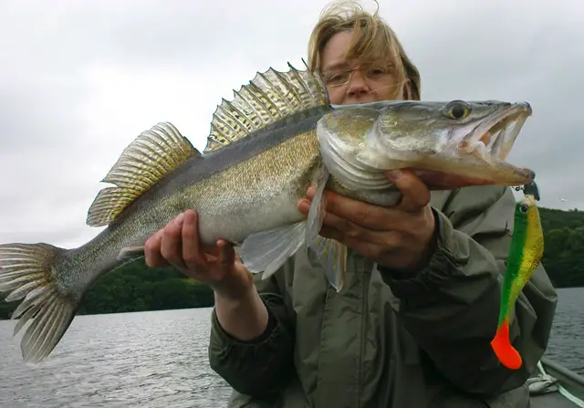 Le sandre, sa biologie, sa pêche, les différentes espèces