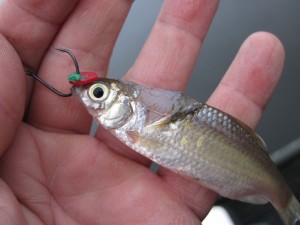 Les vifs autorisés et les vifs interdits pour la pêche des carnassiers